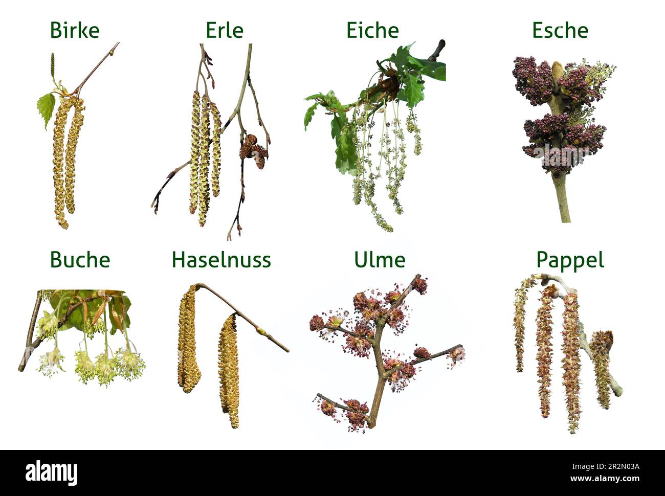Elm blossoms hi-res stock photography and images - Alamy