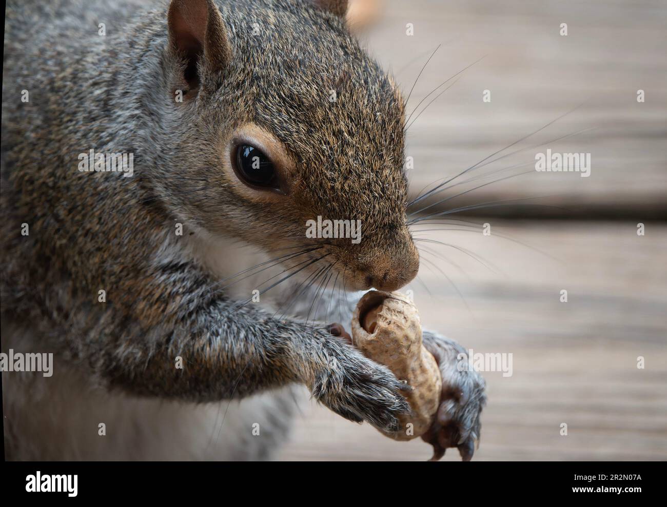 A Squirrel close up with a peanut Stock Photo - Alamy