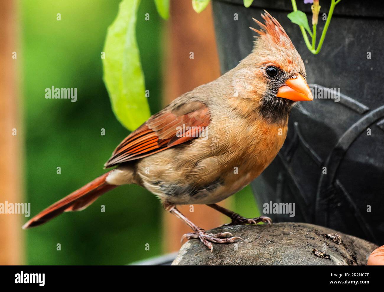 Northern Cardinal on the backyard bird bath Stock Photo - Alamy