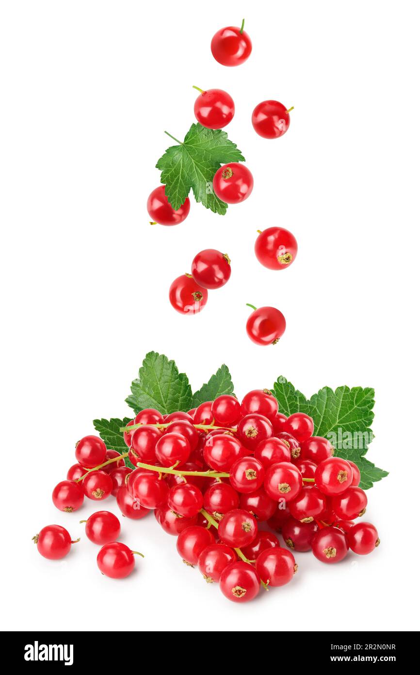 Red currant berry isolated on white background Stock Photo - Alamy