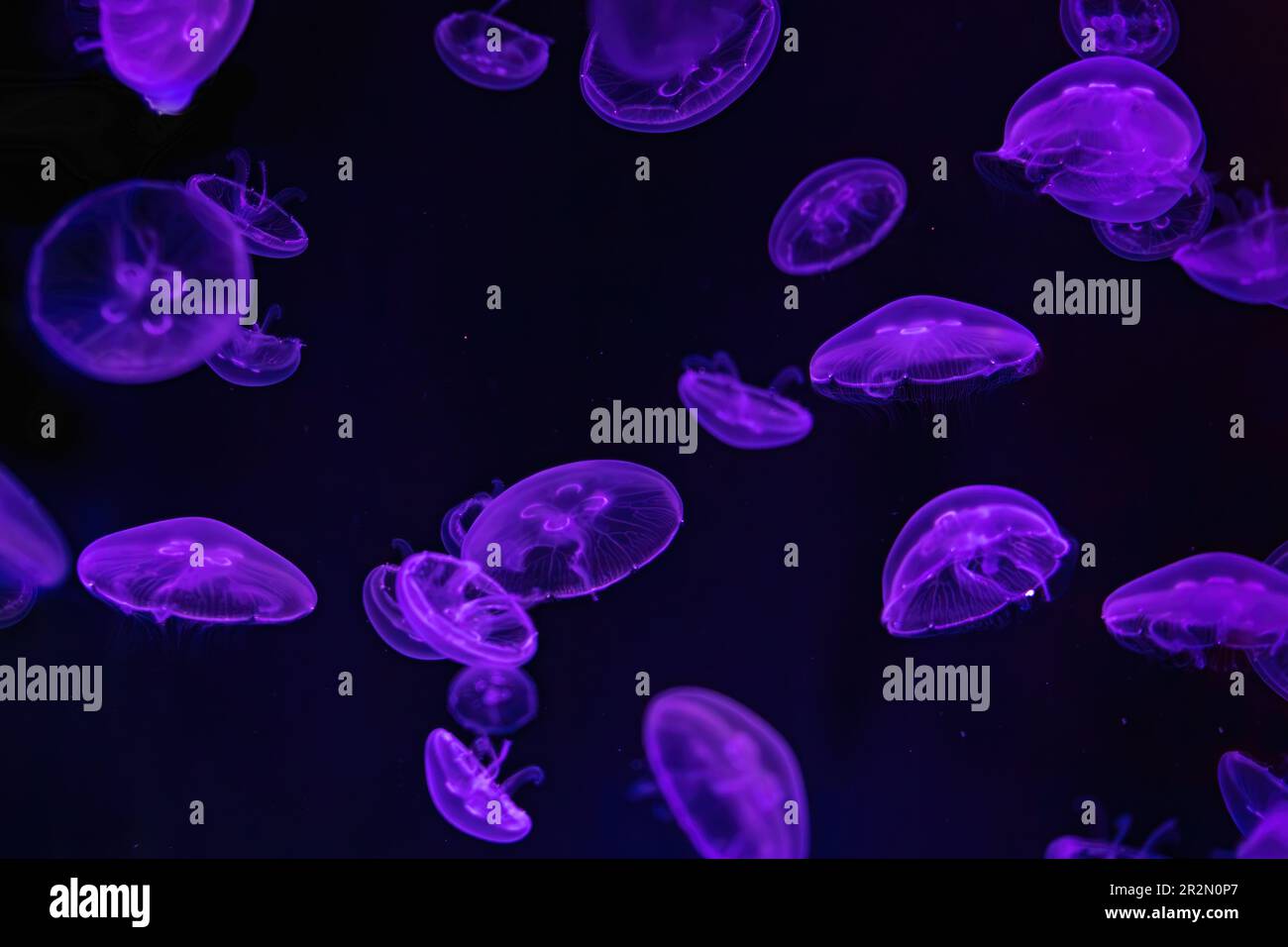 Group of fluorescent atlantic moon jellyfish swimming underwater ...