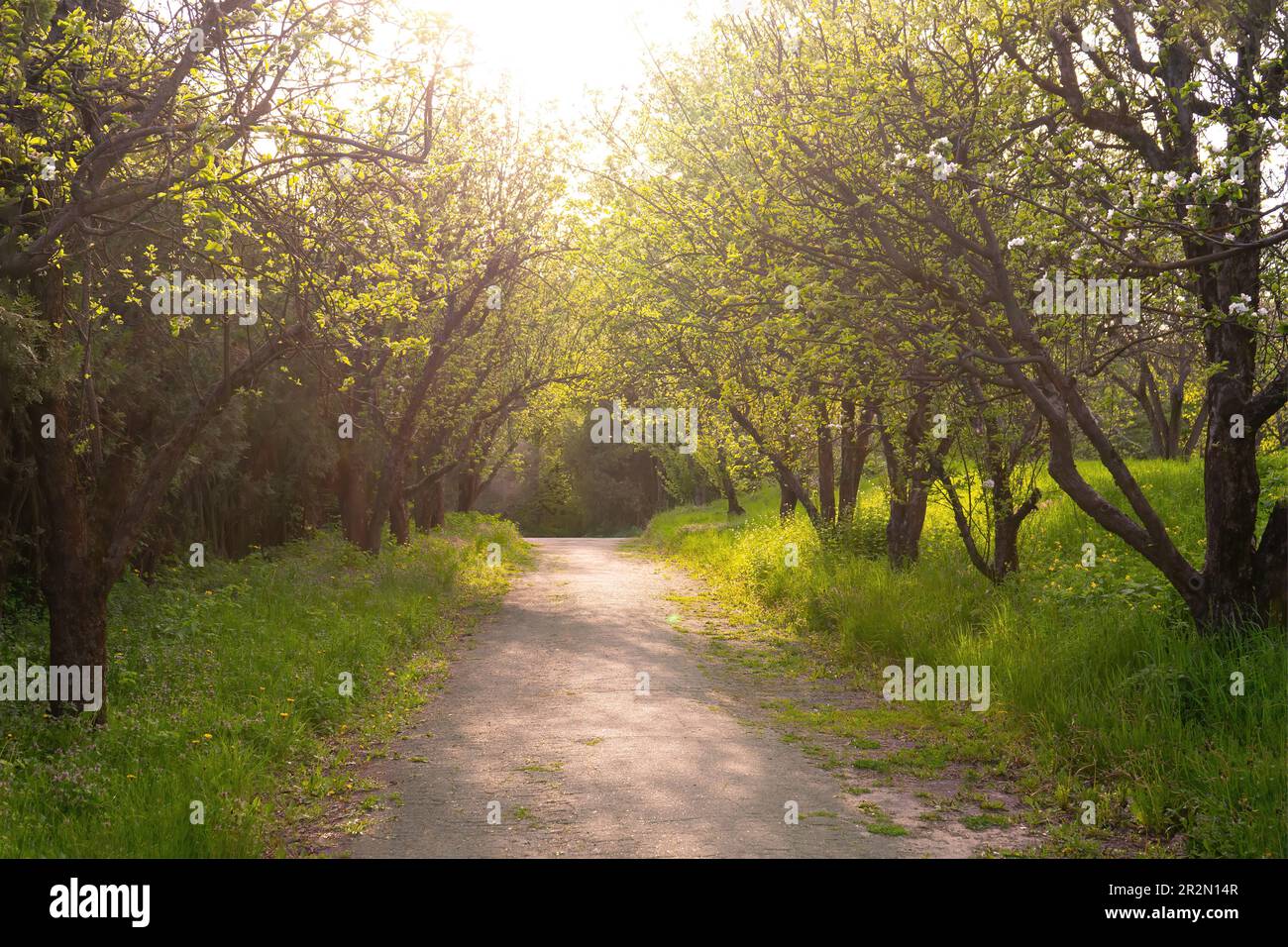 Road through the apple orchard at sunset. Path through park, alley with ...