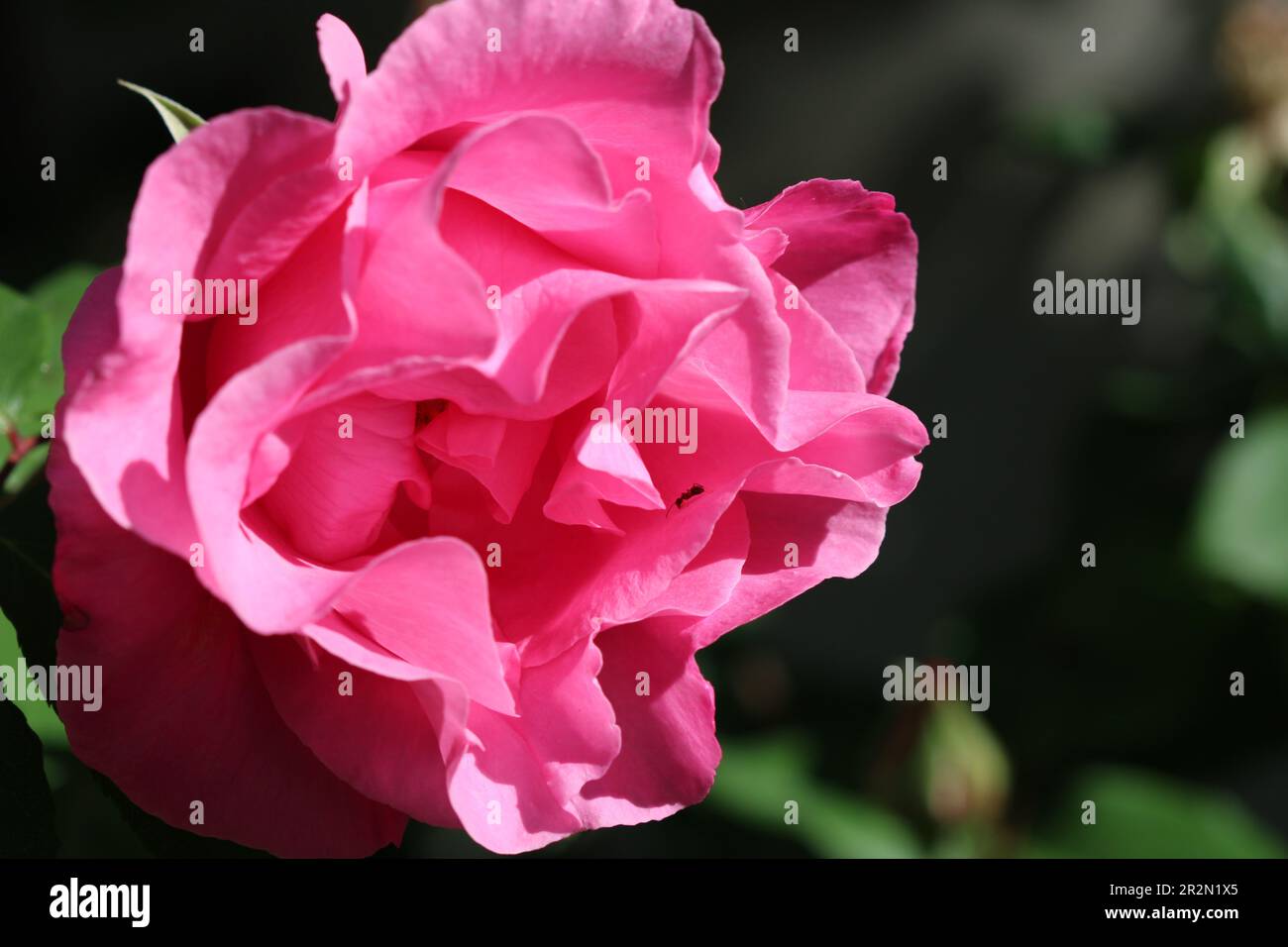 Italian botanical hi-res stock photography and images - Alamy