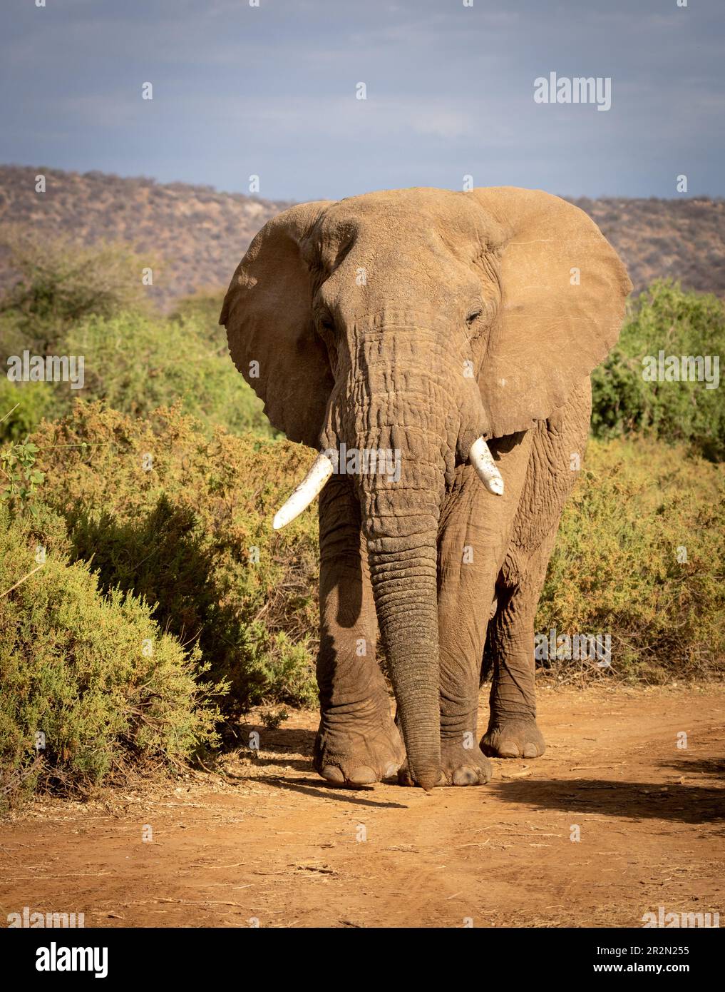Large Bull Elephant walking in Samburu National Reserve, Kenya Stock ...
