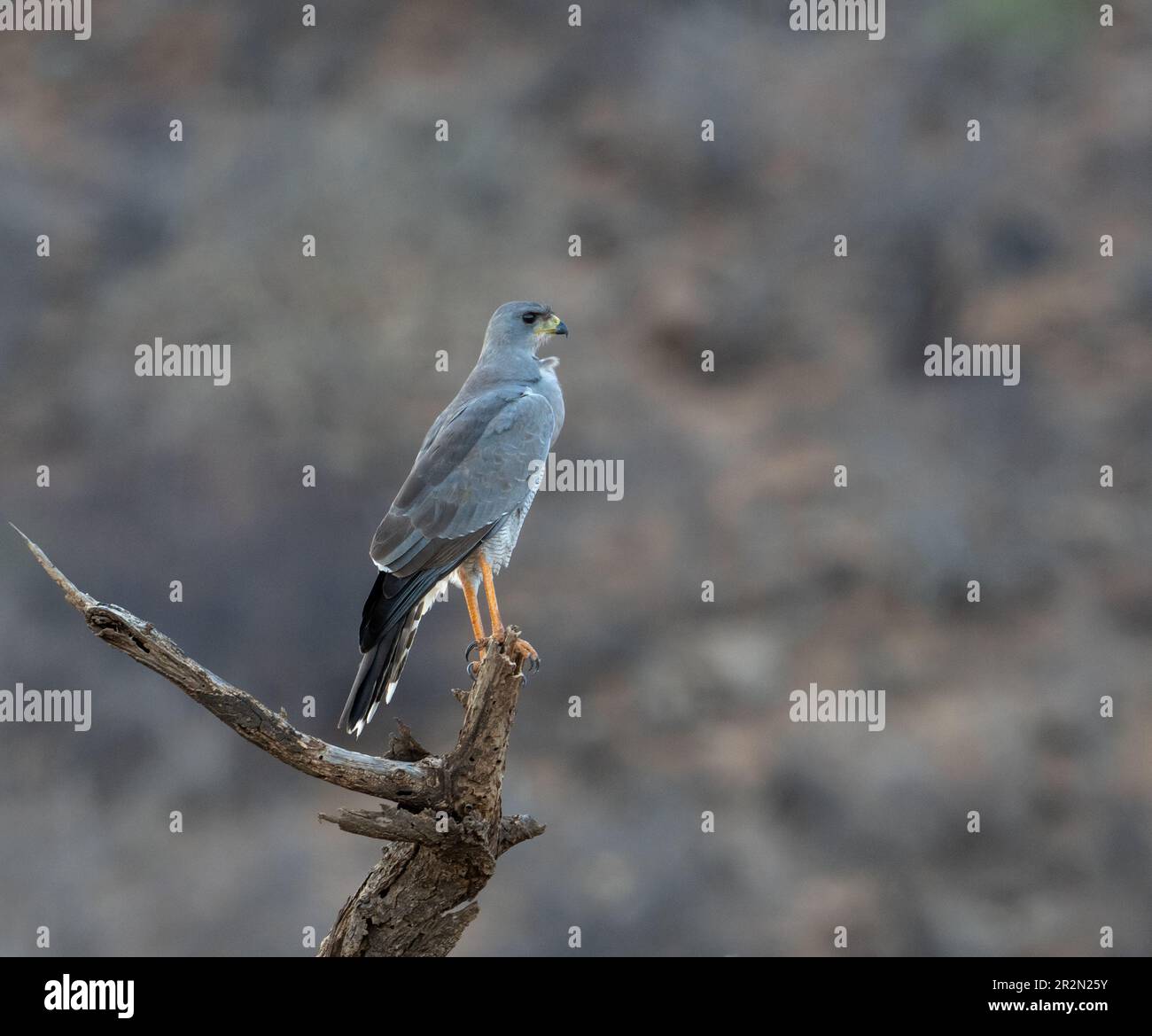 The eastern chanting goshawk hi-res stock photography and images - Alamy