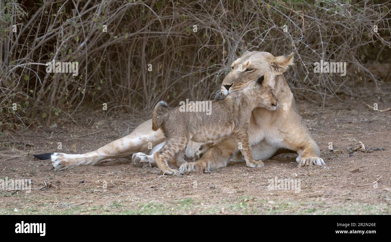 Lioness cuddling with cubs, Samburu National Reserve, Kenya, East Africa Stock Photo - Alamy