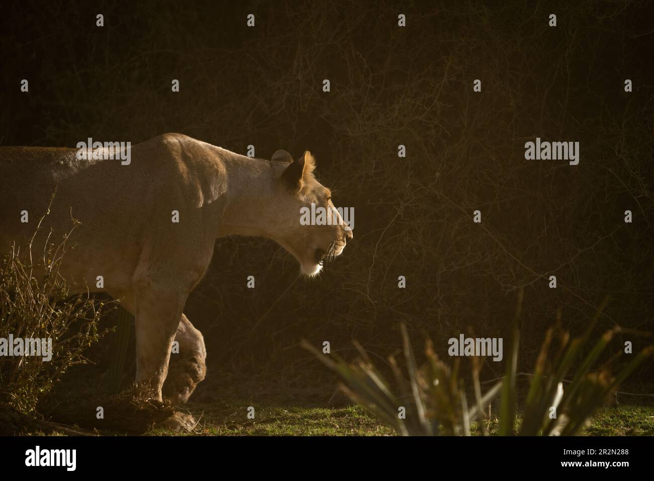 Lioness (Panthera leo) hunting in Samburu National Reserve, Kenya, East ...