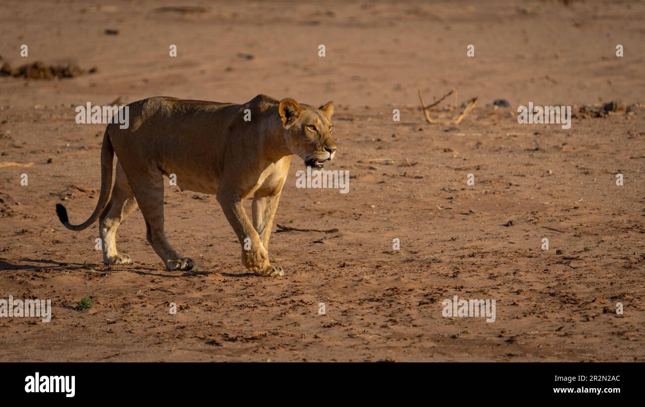 Lioness (Panthera Leo) hunting in Samburu National Reserve, early ...