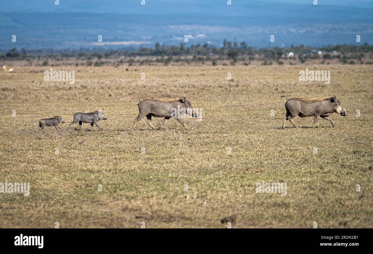 Family of warthogs (Phacochoerus africanus) trotting across the ...