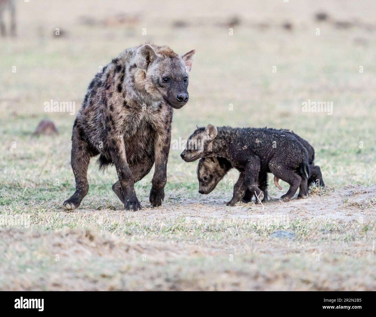 Spotted hyena (Crocuta crocuta) with cubs near their den in the ...