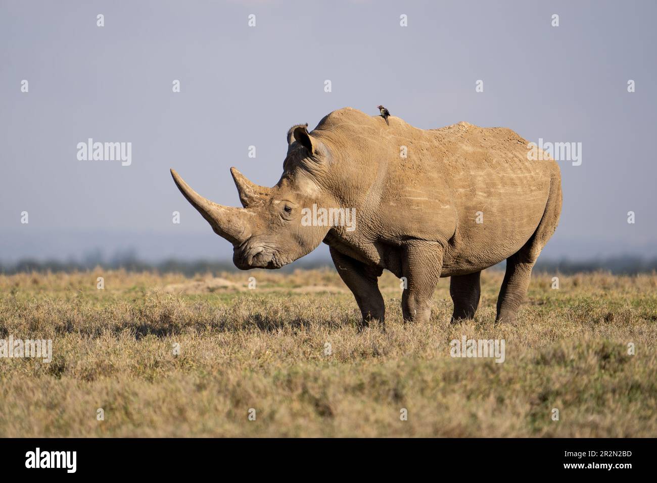 Endangered Southern White Rhinoceros standing on the grasslands of Ol ...
