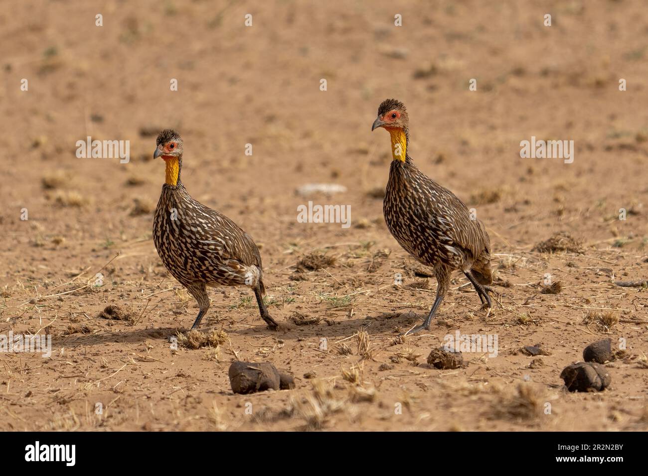Pair of yellow-necked spur fowl (Pternists leucoscepus) in the desert ...