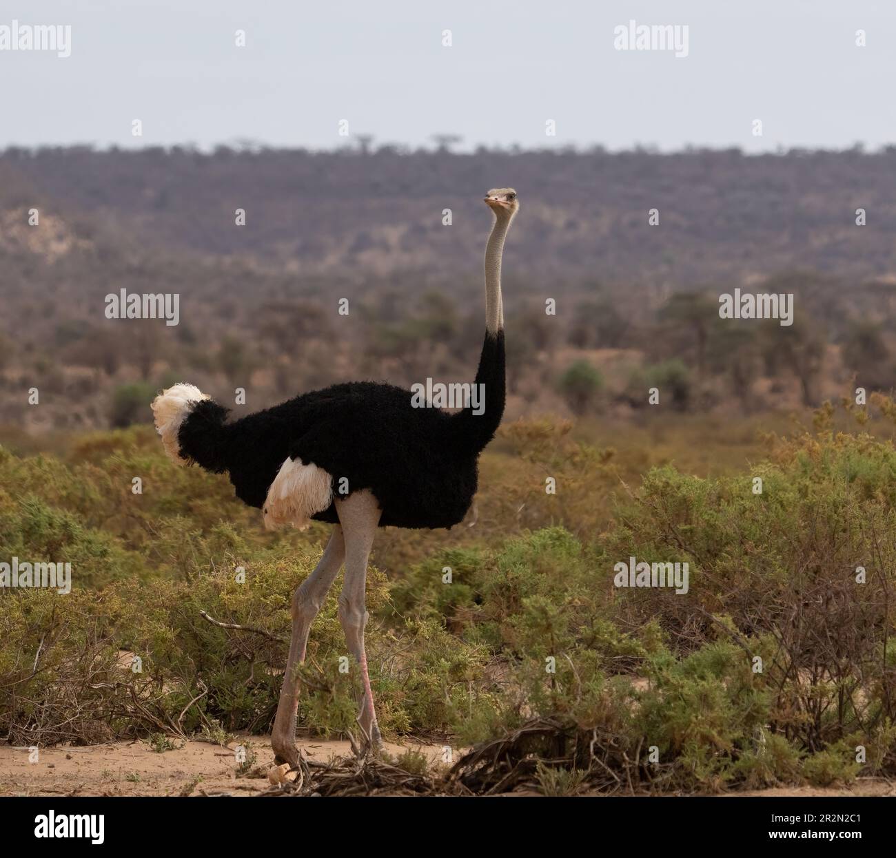 Somali ostrich (Struthio molybdophanes) walking in the bush in Samburu ...