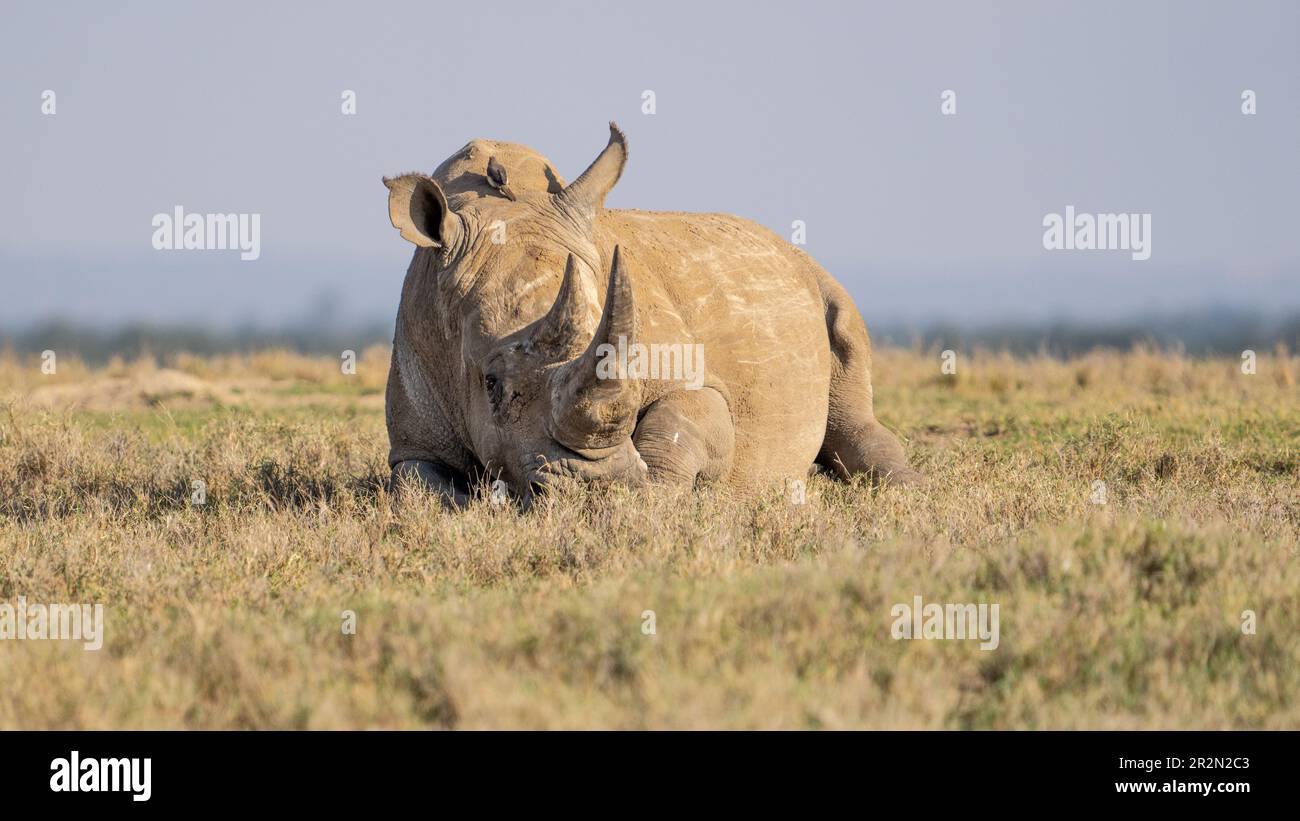 Endangered Southern White Rhinoceros laying down on the grasslands of ...