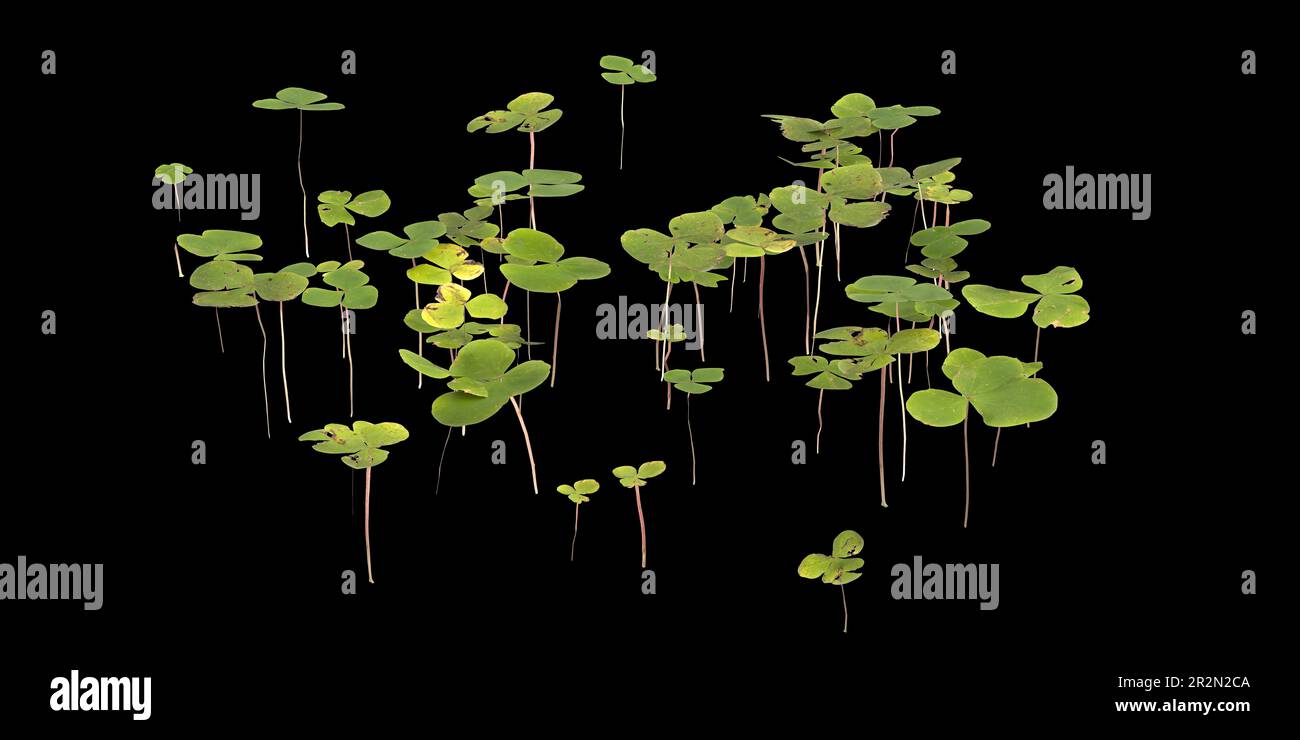 3d illustration of shamrock bush isolated on black background eyes ...