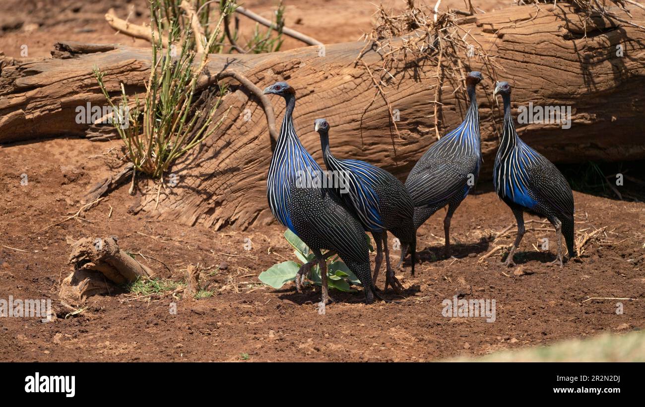Group of vulturine guinefowl in the desert of Samburu National Reserve ...