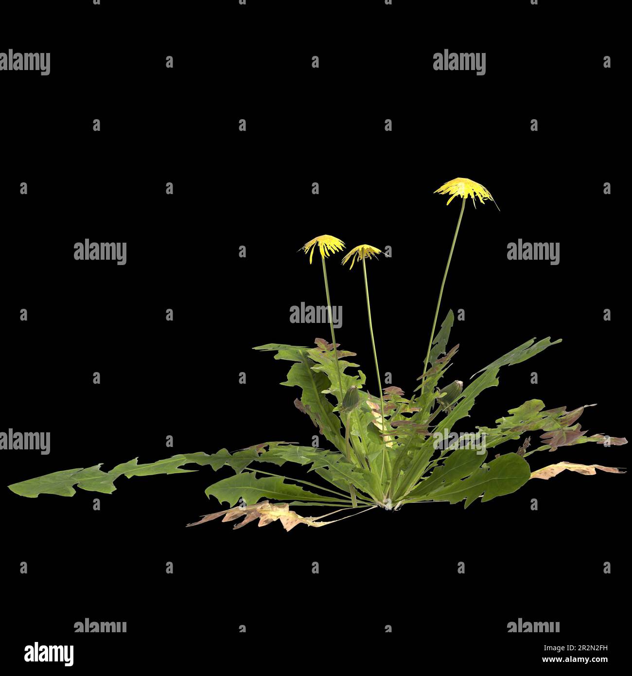 3d illustration of dandelions plant isolated on black background Stock ...