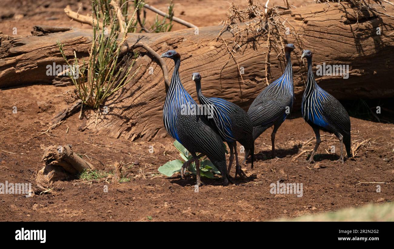 Gallinaceous birds hi-res stock photography and images - Alamy