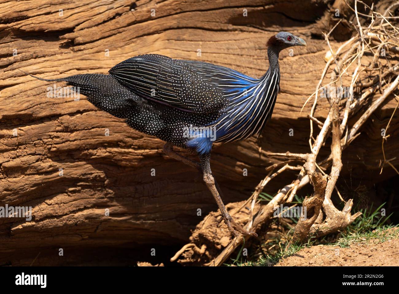 Single Vulturine guineafowl on brand near log, in Samburu National ...