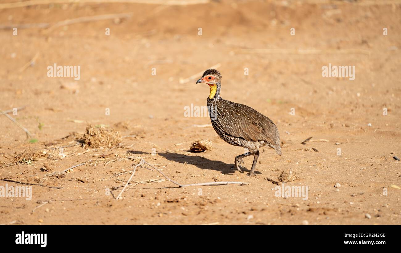 Yellow-necked spur fowl (Pternists leucoscepus) in the desert sand of ...