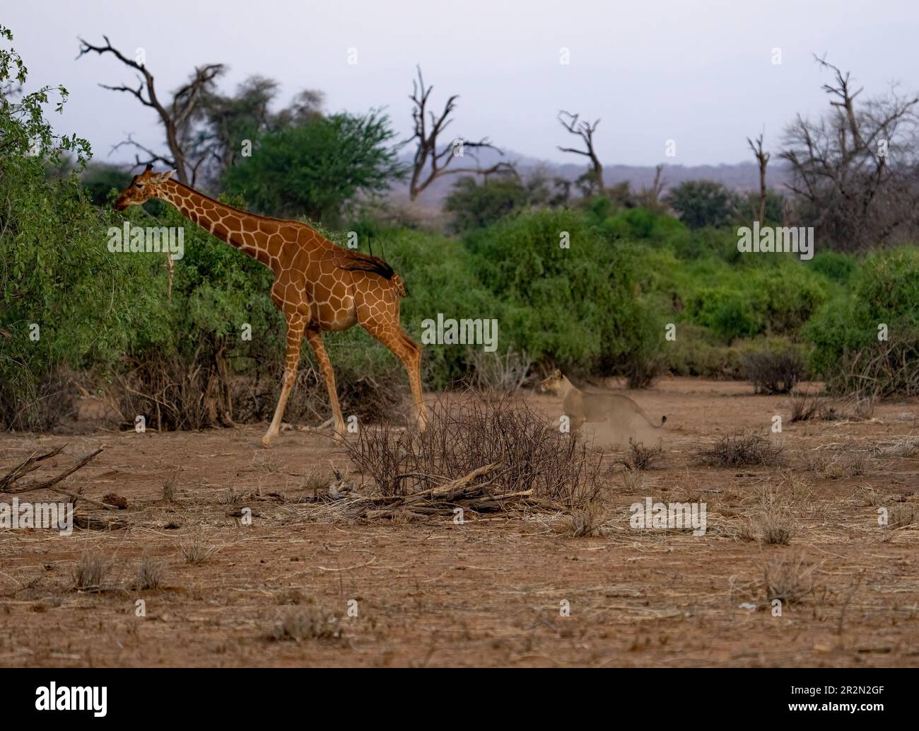 Reticulated giraffe chased by a young lioness in Samburu National ...