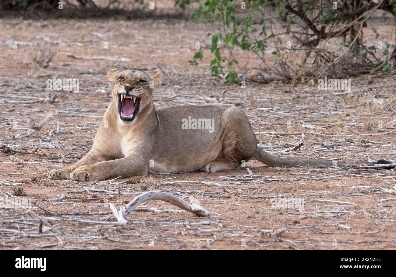 Young lioness growling in the bush in Samburu National Reserve, Kenya ...