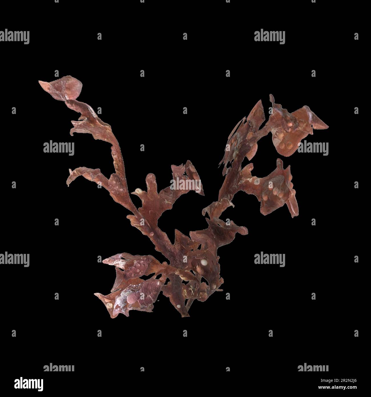 3d illustration of carrageen seaweed isolated on black background Stock ...