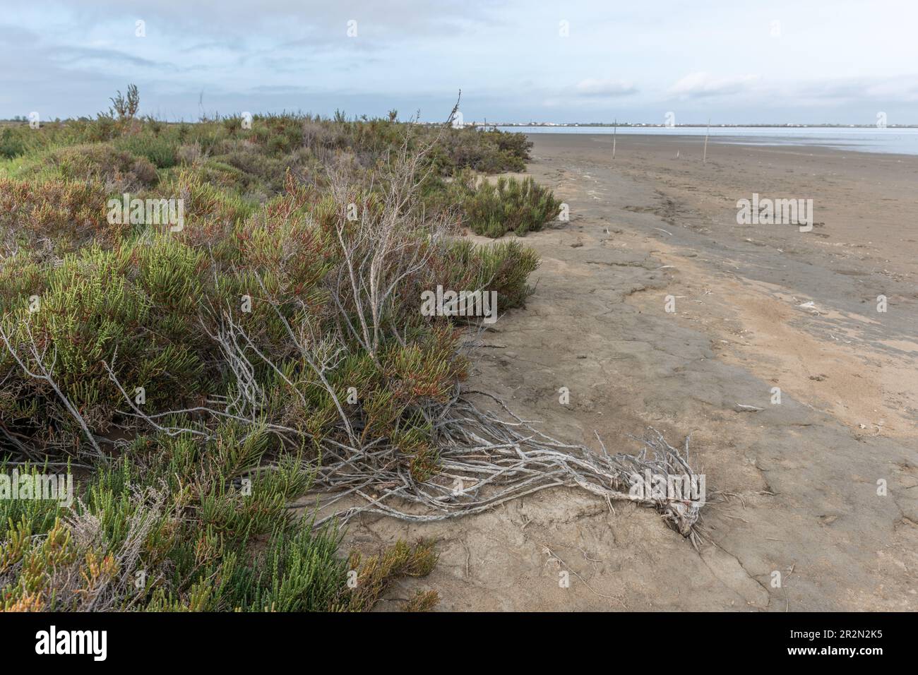 Typical scene camargue hi-res stock photography and images - Alamy