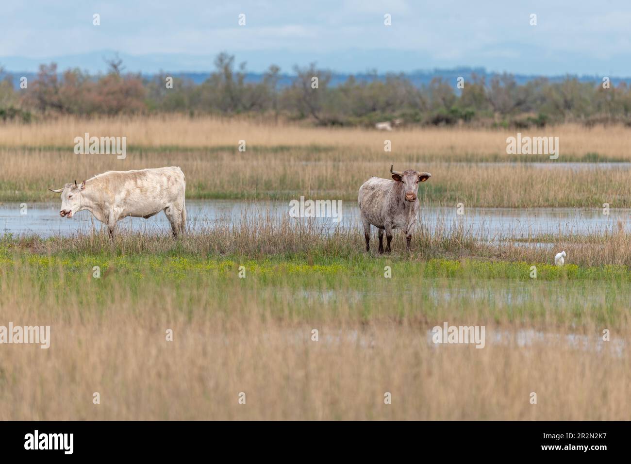 Swamp field and rural environment and grazing hi-res stock photography ...