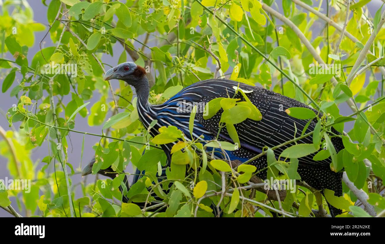 Vulture Guineafowl, Acryllium vulturinum, in the bush, Samburu National ...