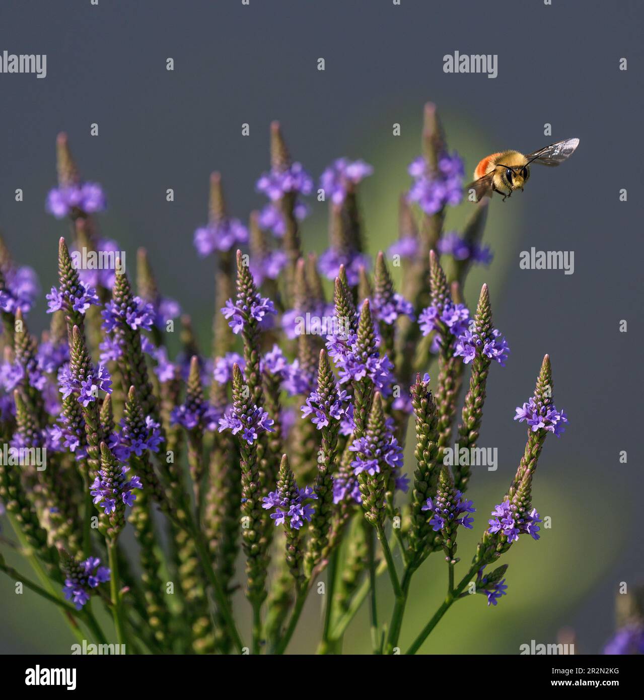 Blue vervain hi-res stock photography and images - Alamy