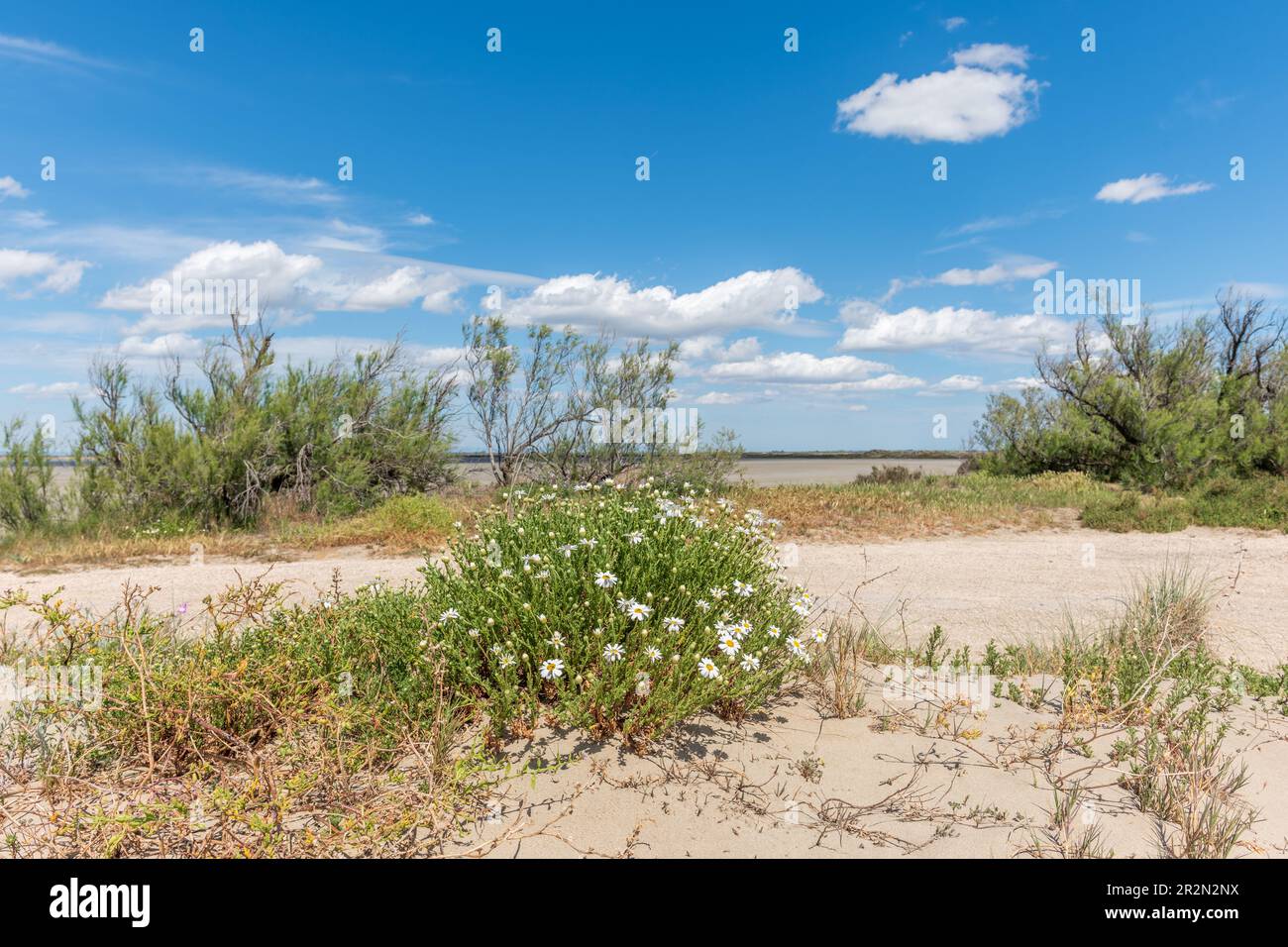 Typical scene camargue hi-res stock photography and images - Alamy