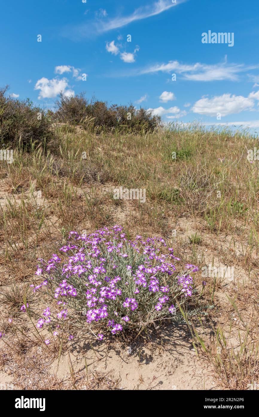 Typical scene camargue hi-res stock photography and images - Alamy