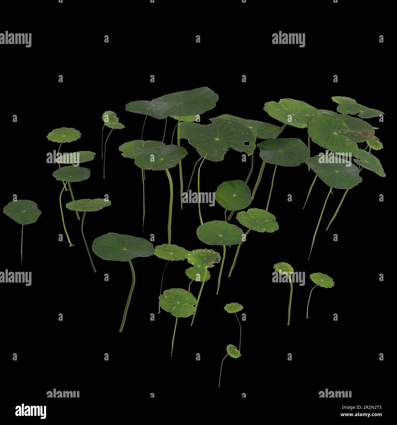 3d illustration of hydrocotyle vulgaris bush isolated on black ...