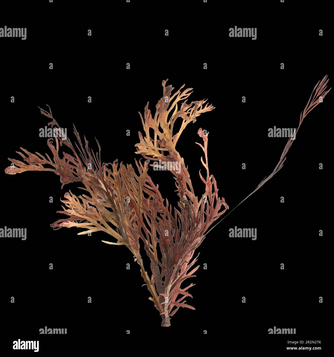 3d illustration of sargassum seaweed isolated on black background Stock ...