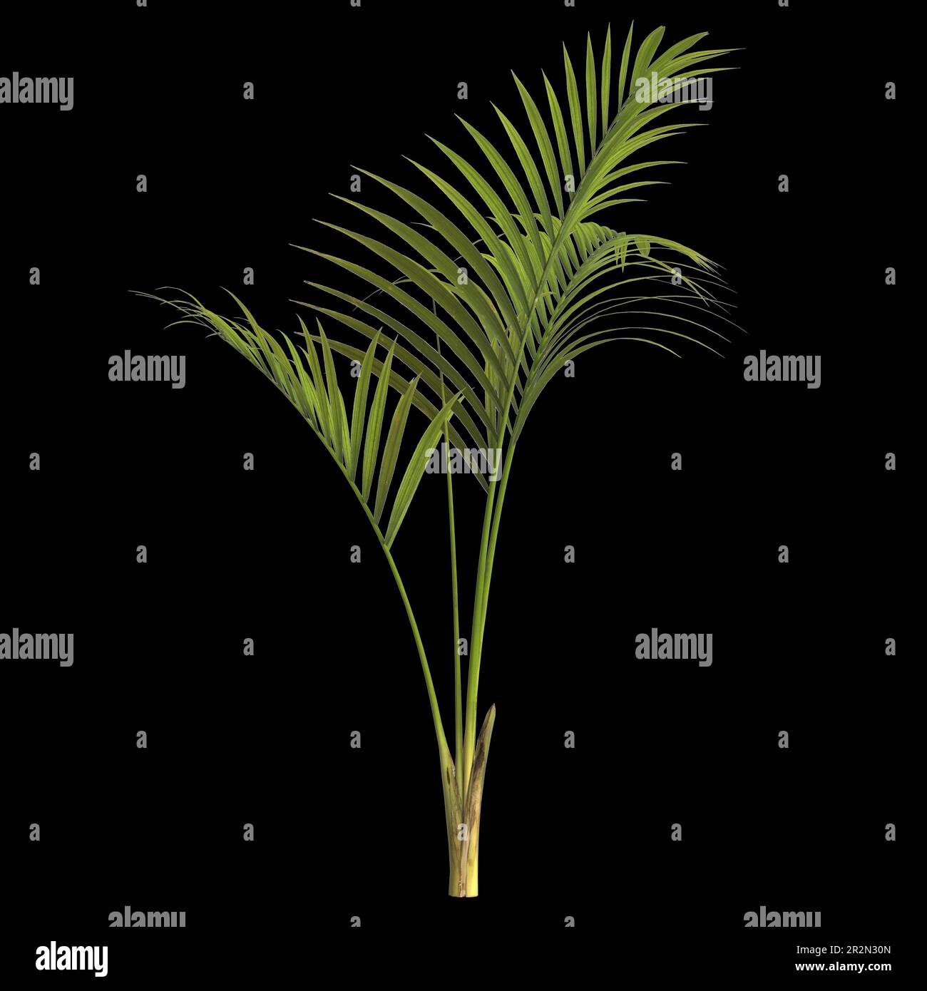 Kentia palm tree hi-res stock photography and images - Alamy