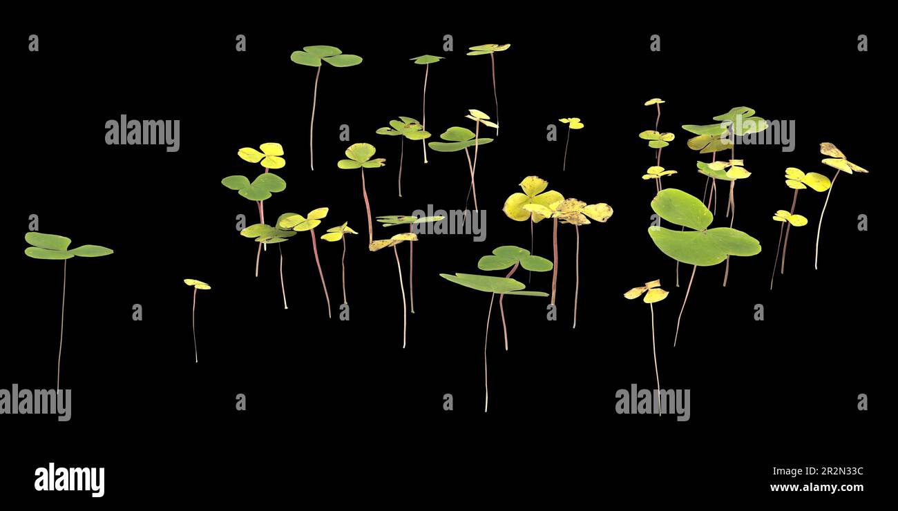 3d illustration of shamrock bush isolated on black background eyes ...
