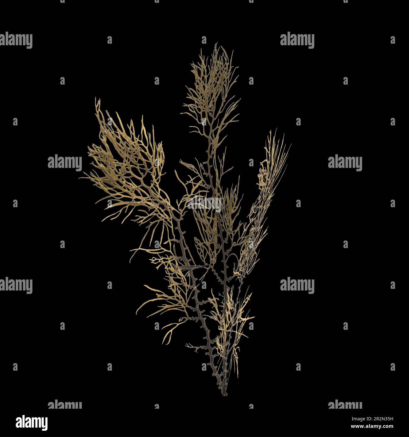 3d illustration of seaweed isolated on black background Stock Photo - Alamy