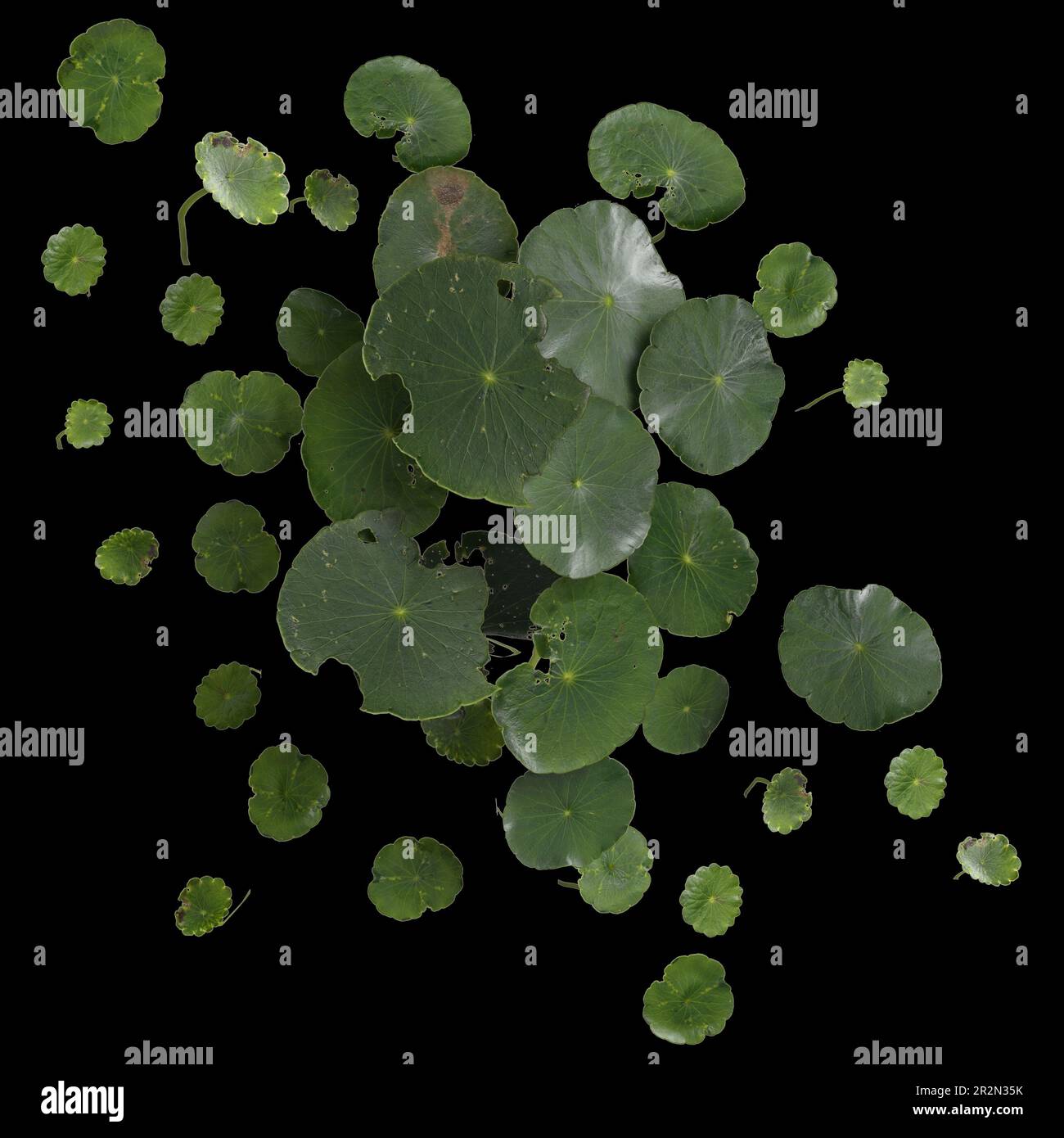 Hydrocotyle chinensis hi-res stock photography and images - Alamy