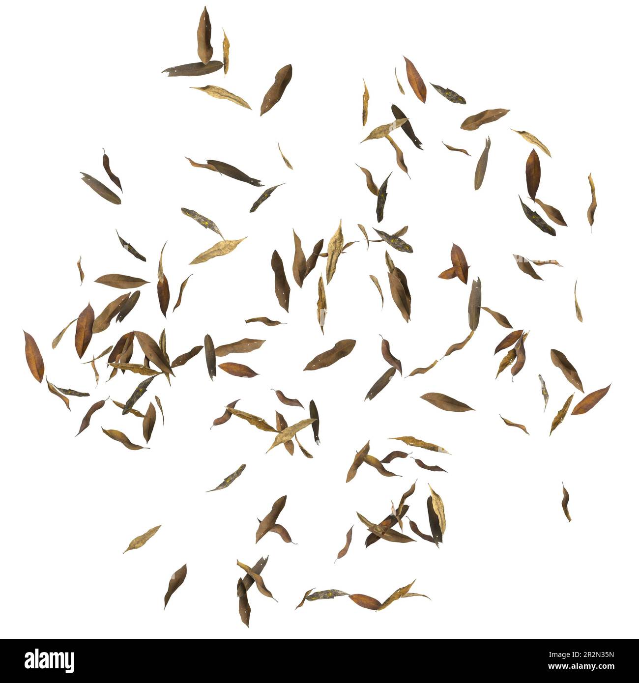 3d illustration of dried leaves isolated on white background top view ...