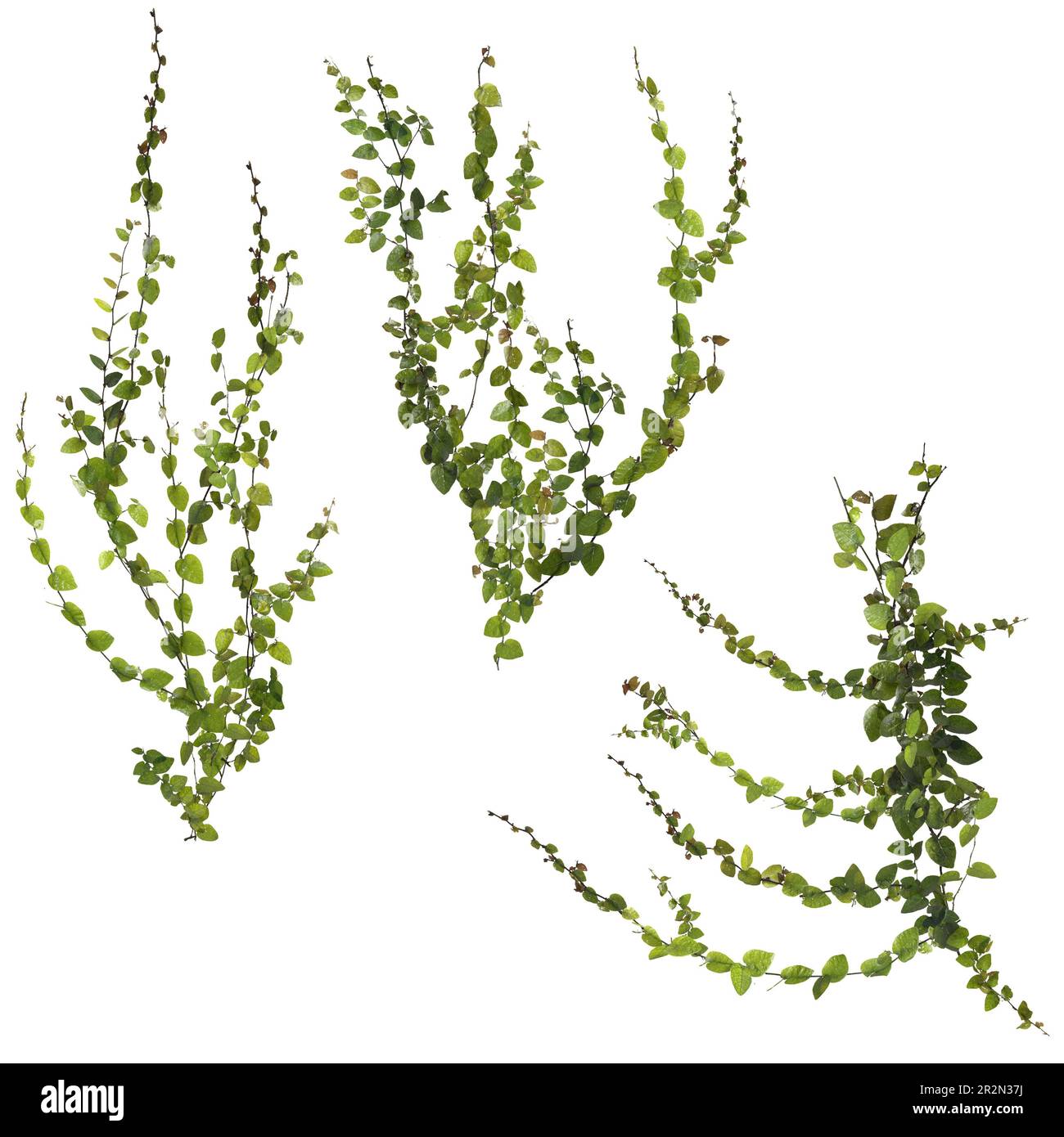 3d illustration of set ficus pumila creeper isolated on white ...