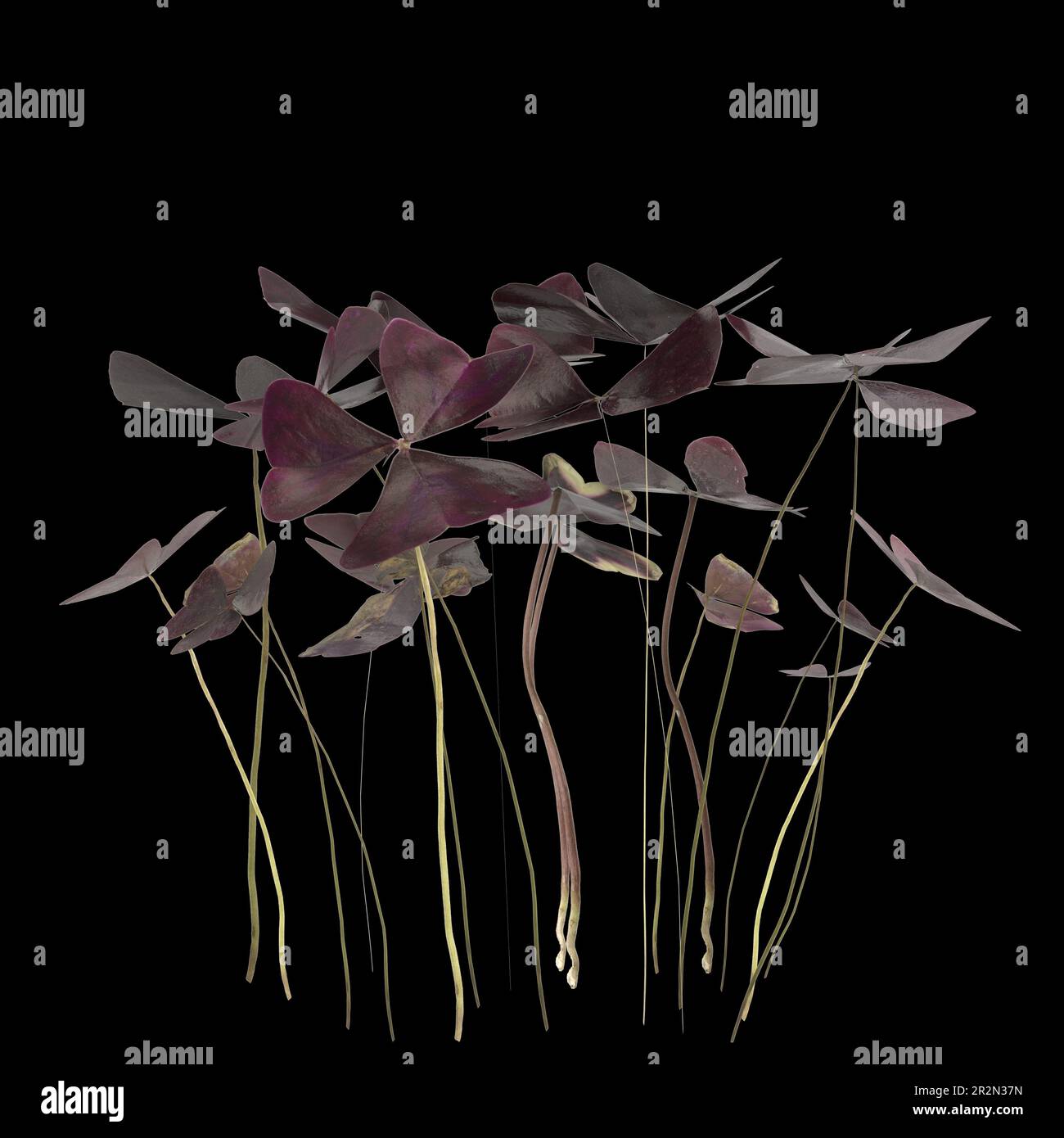 3d illustration of oxalis triangularis plant isolated on black ...