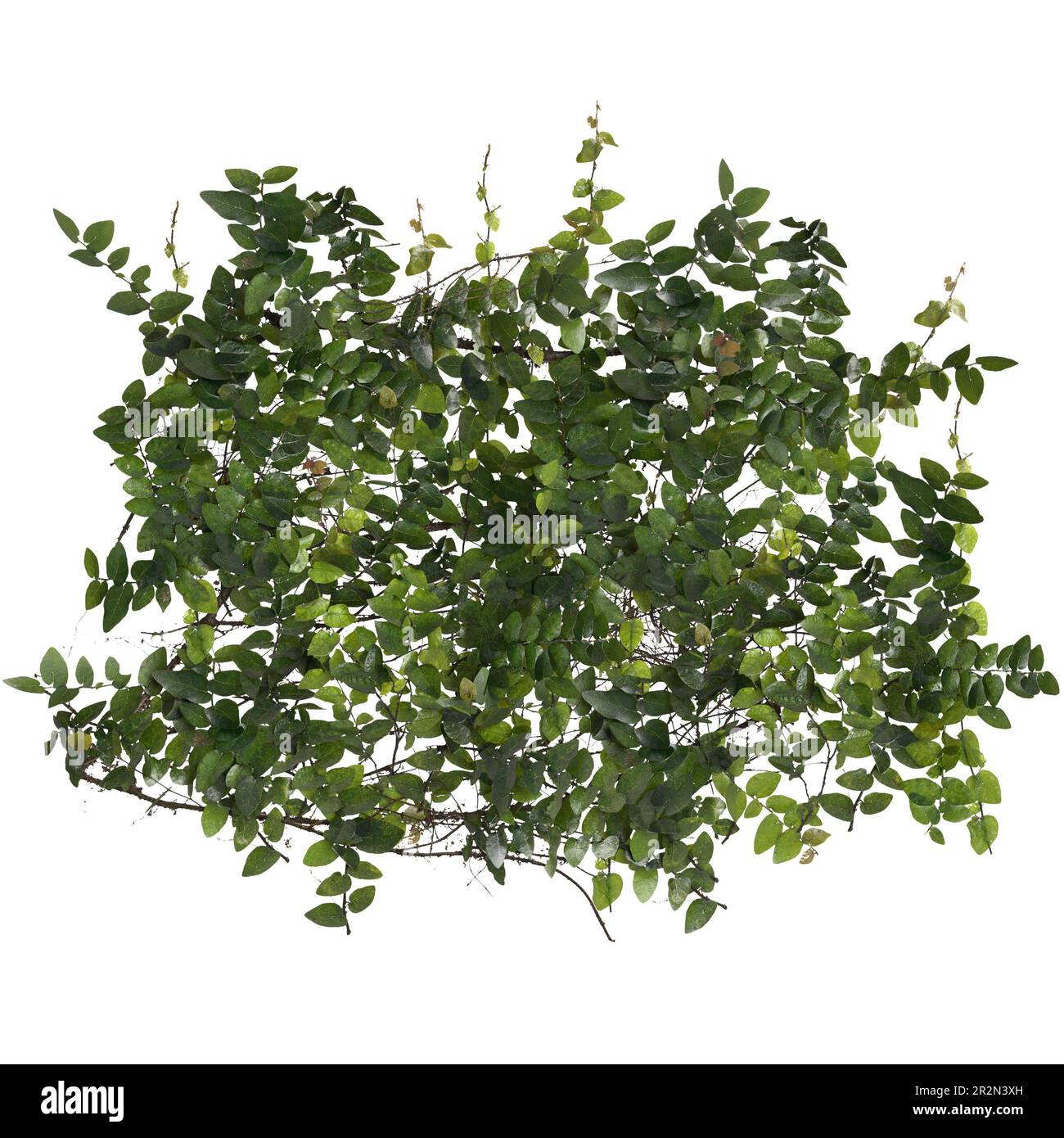 3d illustration of ficus pumila creeper isolated on white background ...