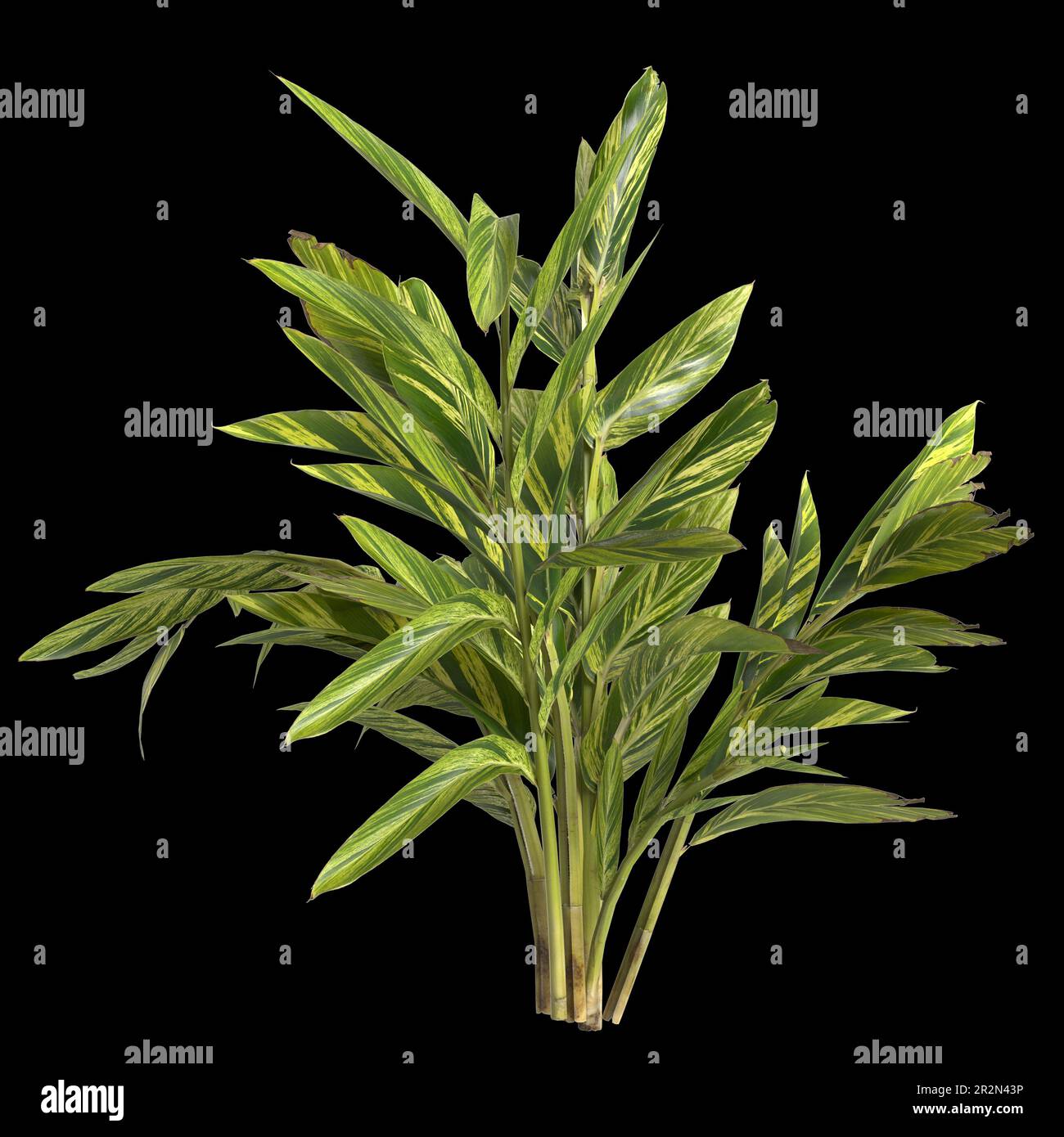 3d illustration of alpinia zerumbet plant isolated on black background ...
