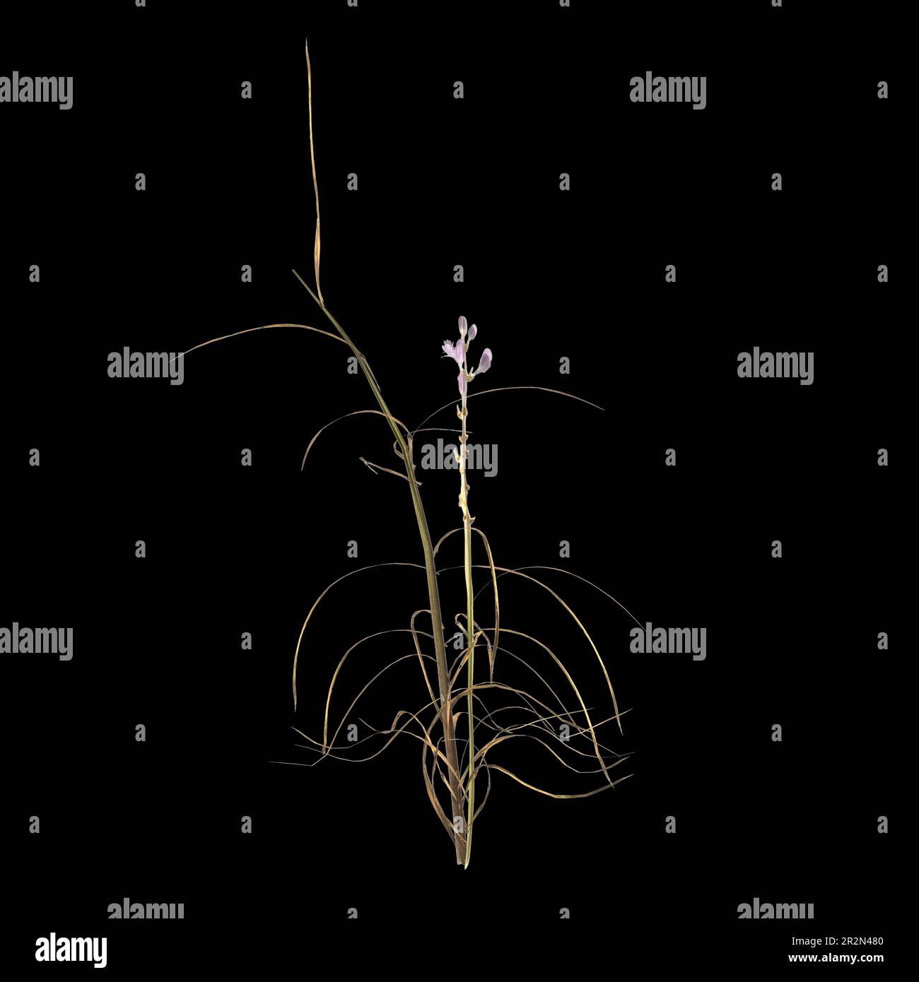 3d illustration of Lily turf plant isolated on black background Stock ...