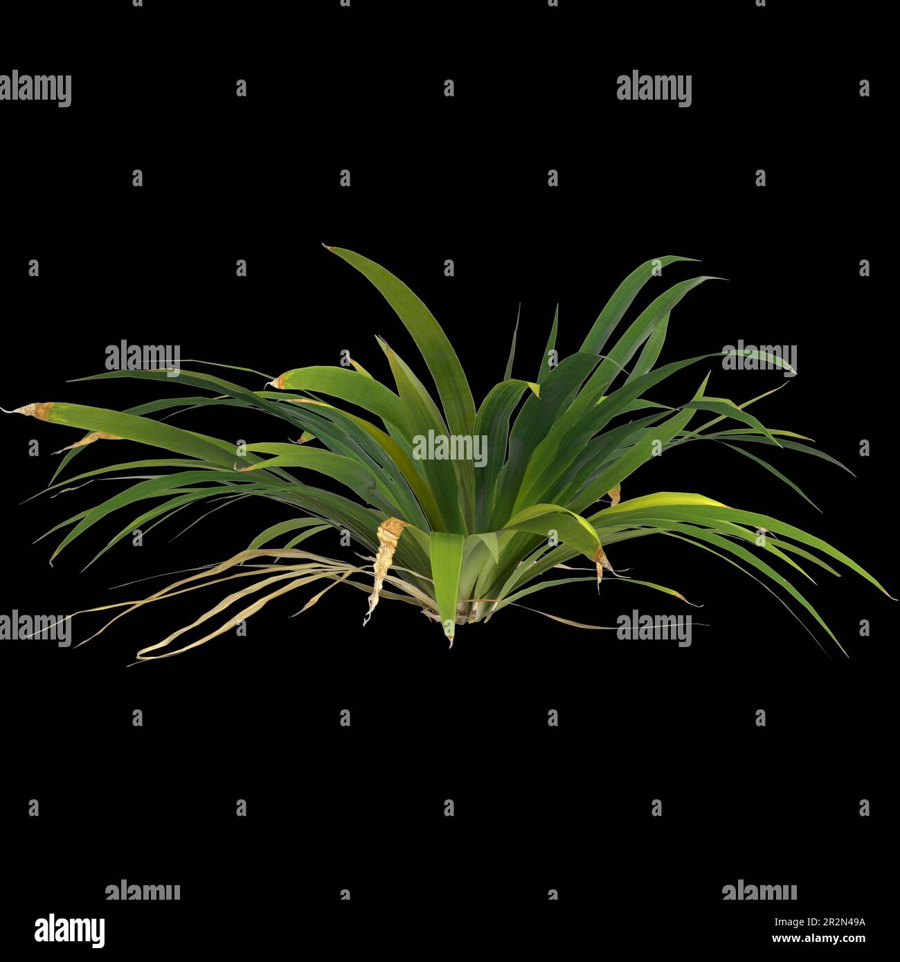 3d illustration of setaria palmifolia plant isolated on black ...