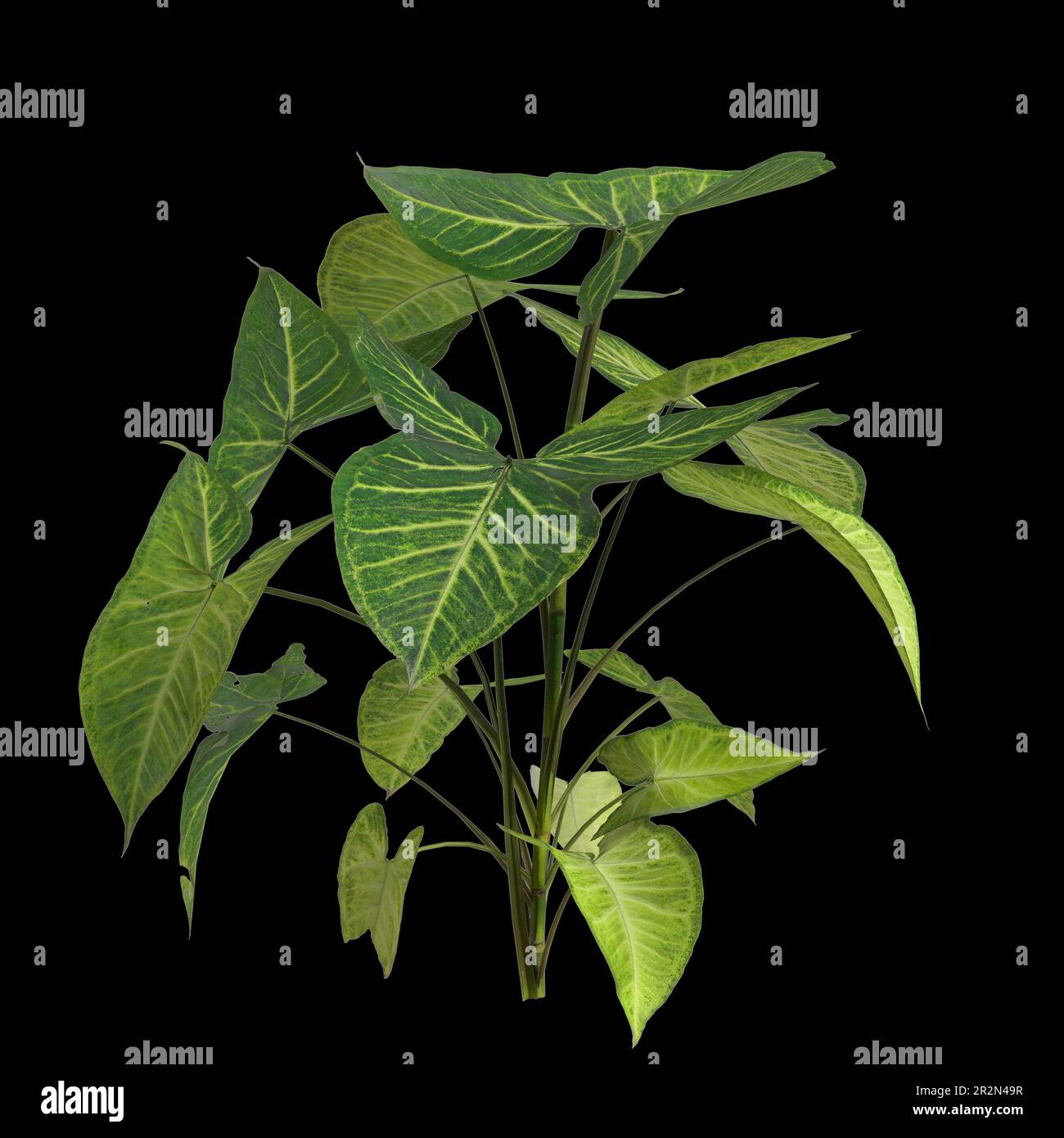 3d illustration of synogonium podophyllum plant isolated on black ...