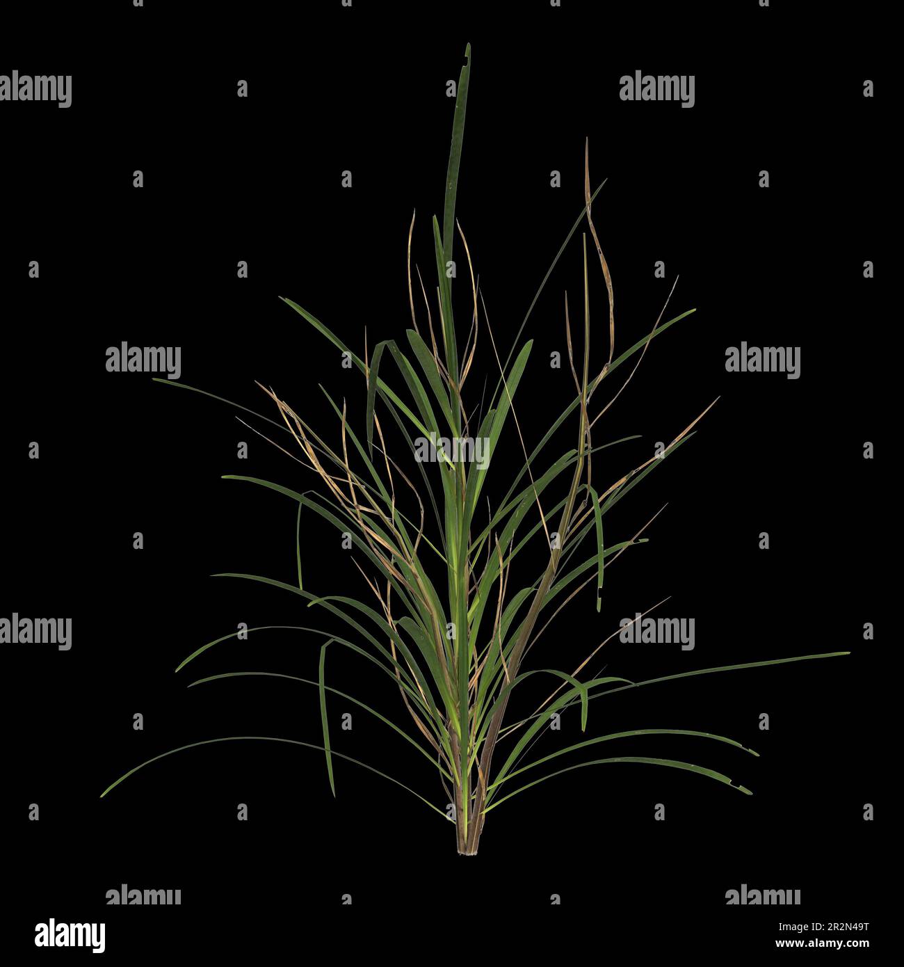 3d illustration of Lily turf plant isolated on black background Stock ...