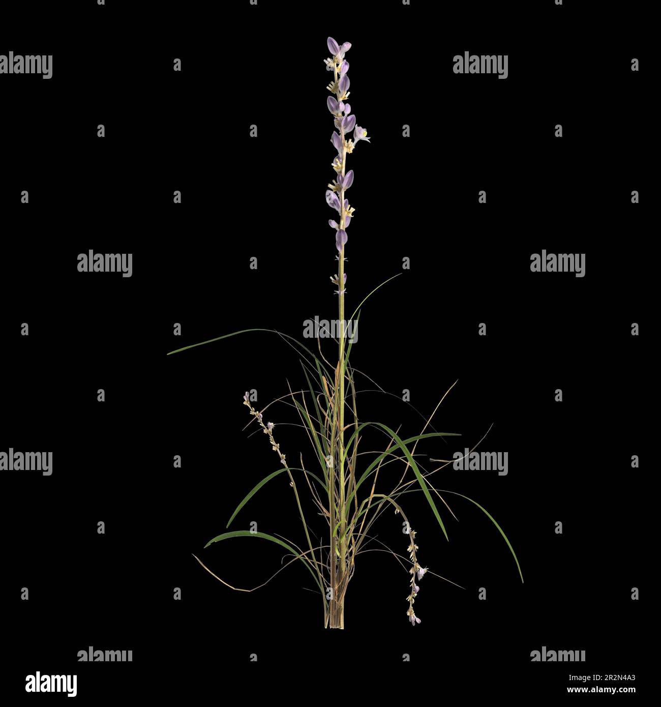 3d illustration of Lily turf plant isolated on black background Stock ...