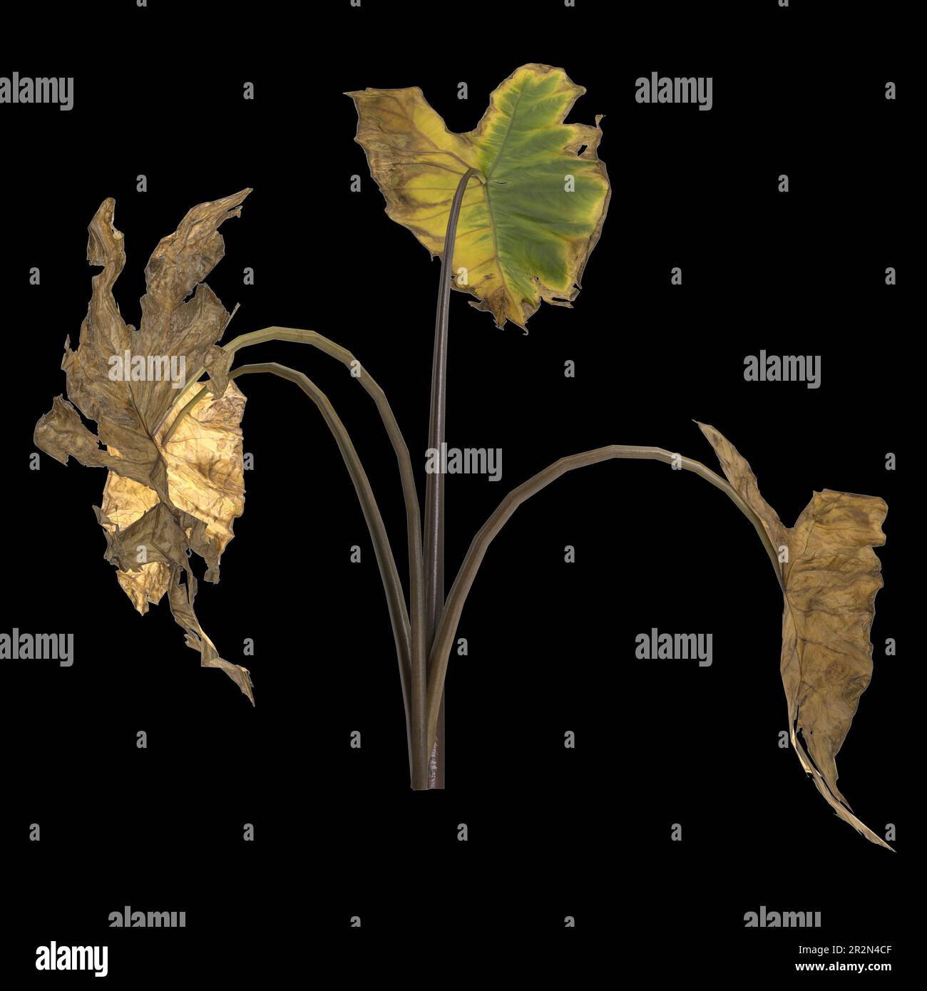 3d illustration of colocasia black stem plant isolated on black ...